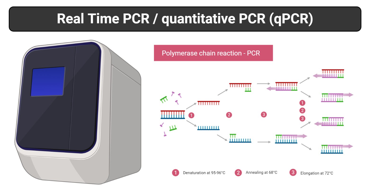实时PCR-原理、过程、标记、优点和用途