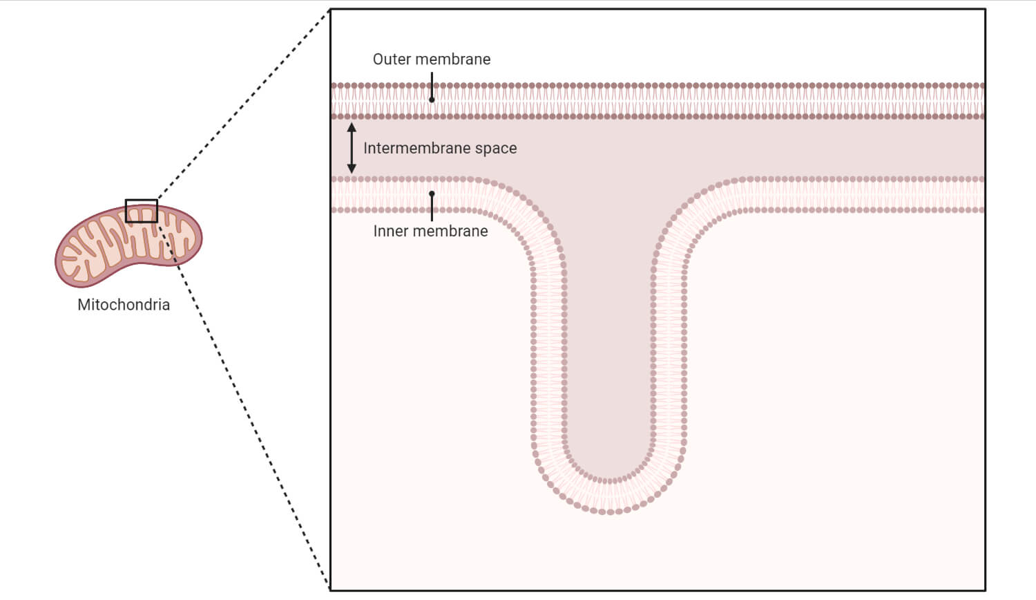 Mitochondria: Properties, Structure, Functions