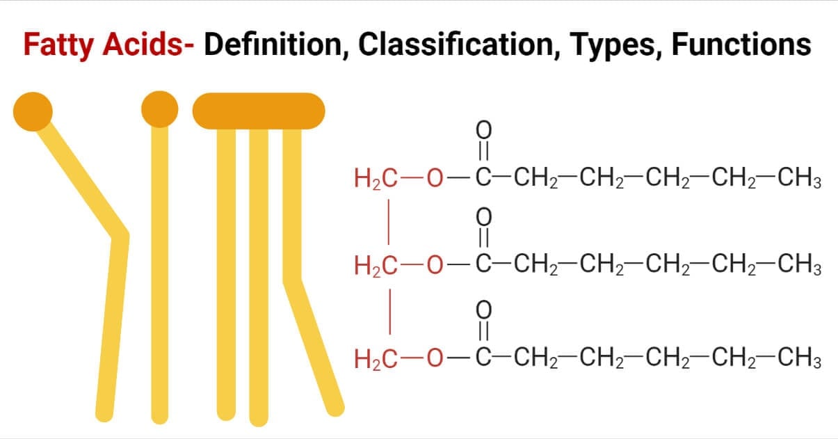 Fatty Acids- Definition, Classification, Types, Functions