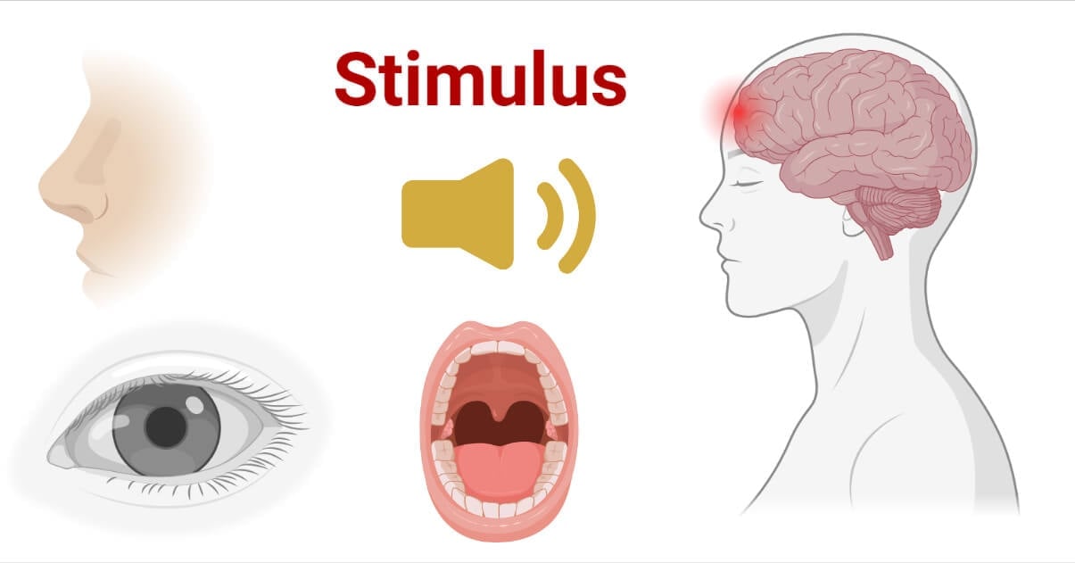 Stimulus- Definition, Types (External, Internal), Mechanism