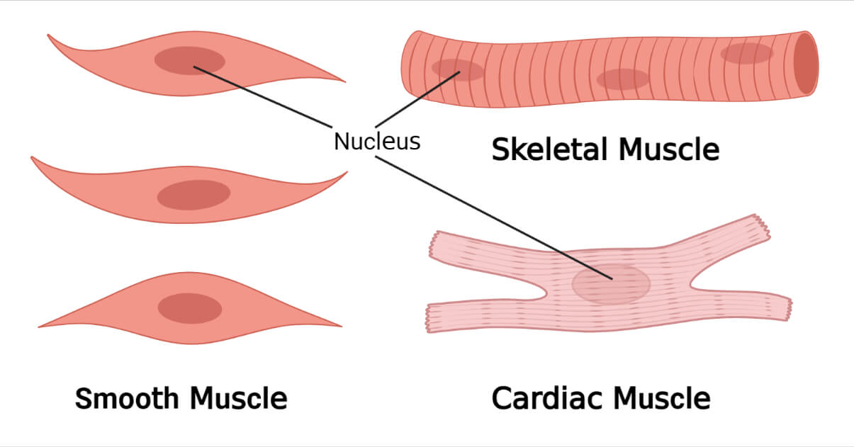 类型的Muscle Tissue (Skeletal, Smooth, Cardiac Muscle)