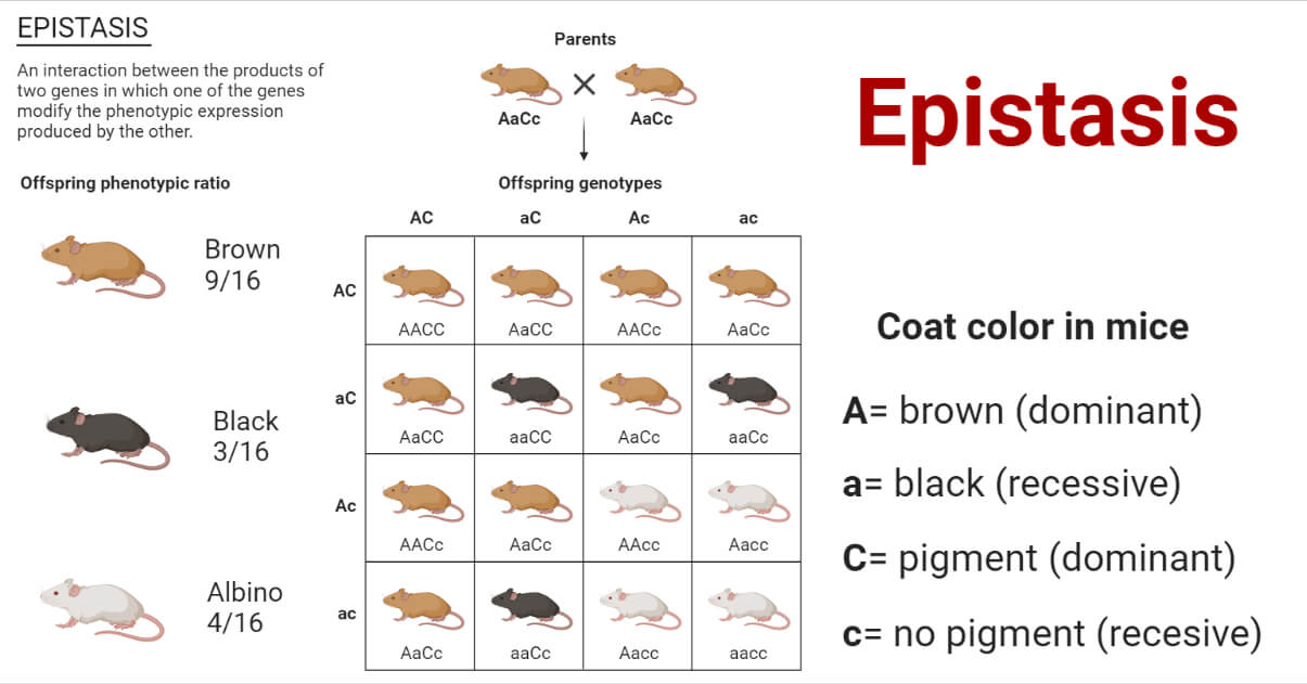 Epistasis- Definition, Classes, Types, Examples, Significances