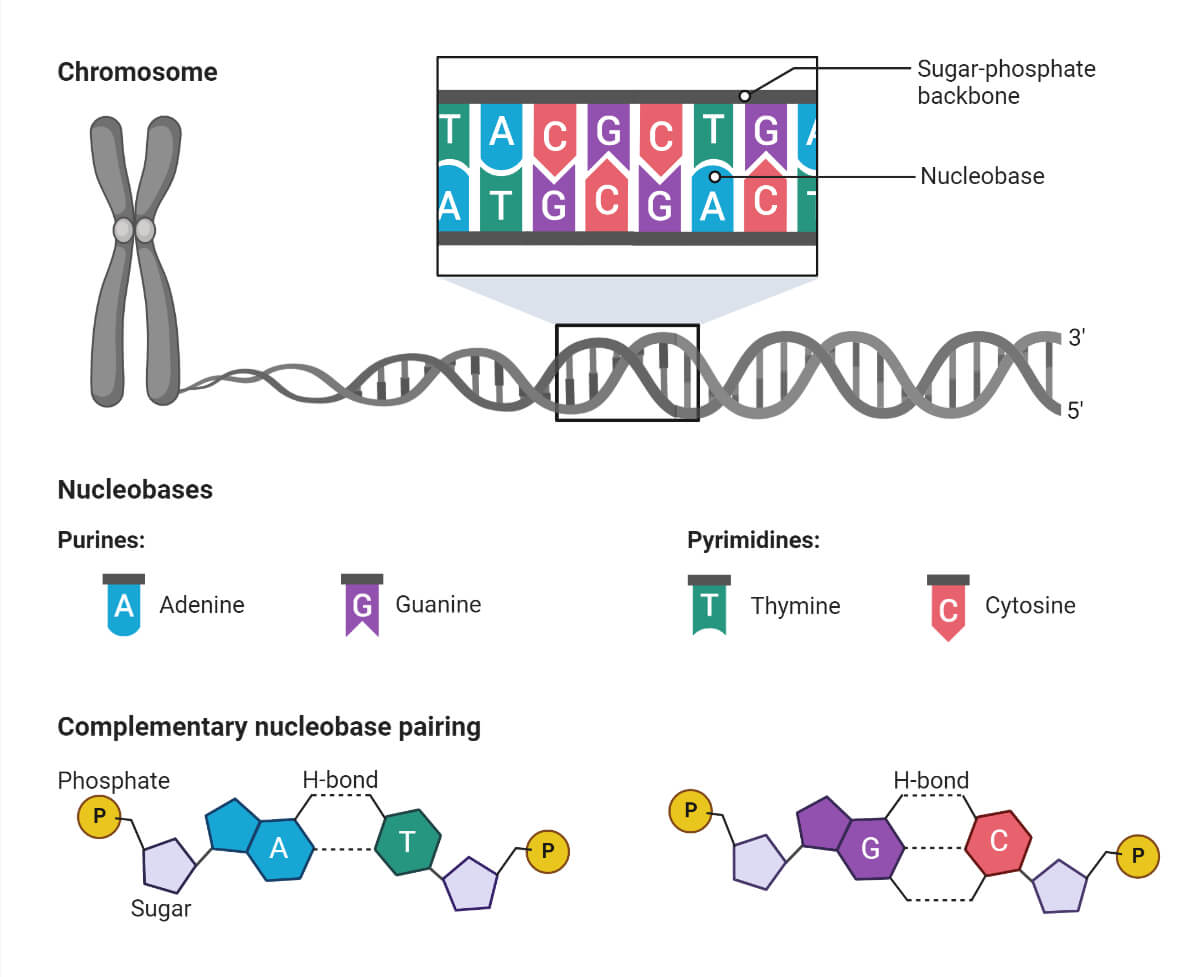 Genes and Loci- A Complete Guide