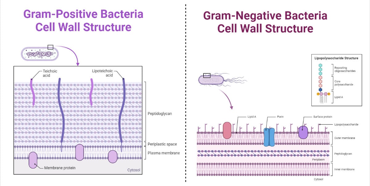 Eubacteria- Definition, Characteristics, Structure, Types, Examples