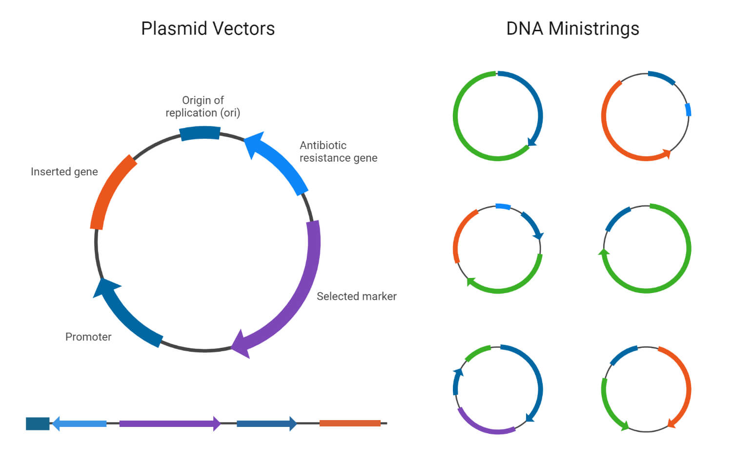 DNA Cloning: Principle, Steps, Components, Methods, Uses