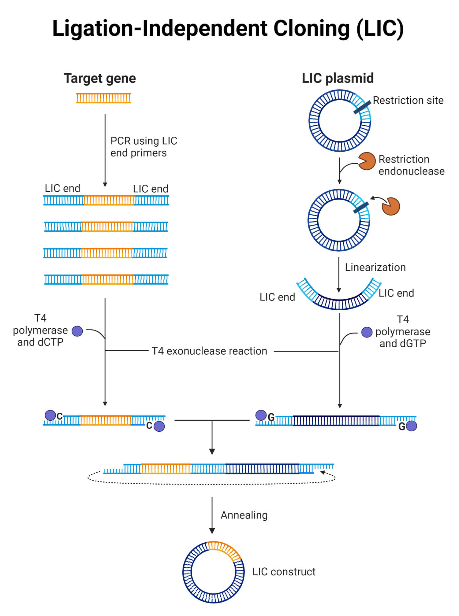 DNA Cloning: Principle, Steps, Components, Methods, Uses
