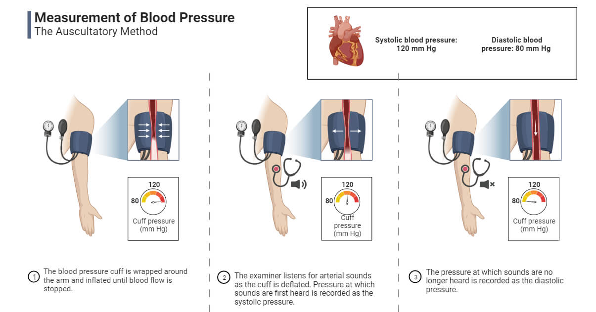 Blood Pressure: Definition, Measurement, Mechanism