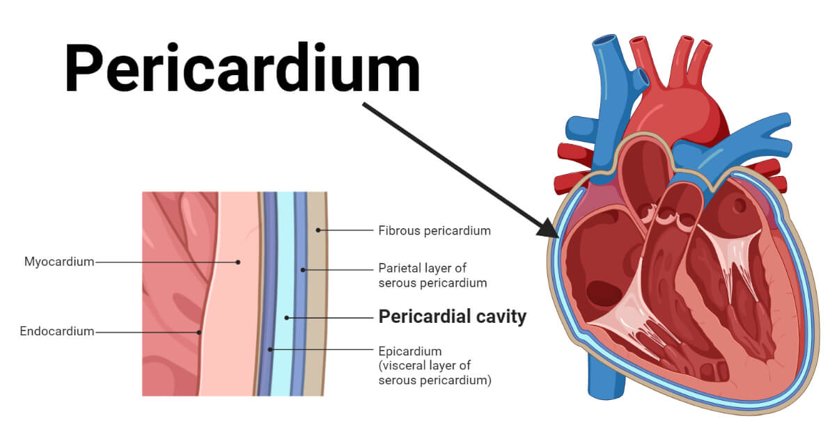 Pericardium: Definition, Structure, Functions, Diseases